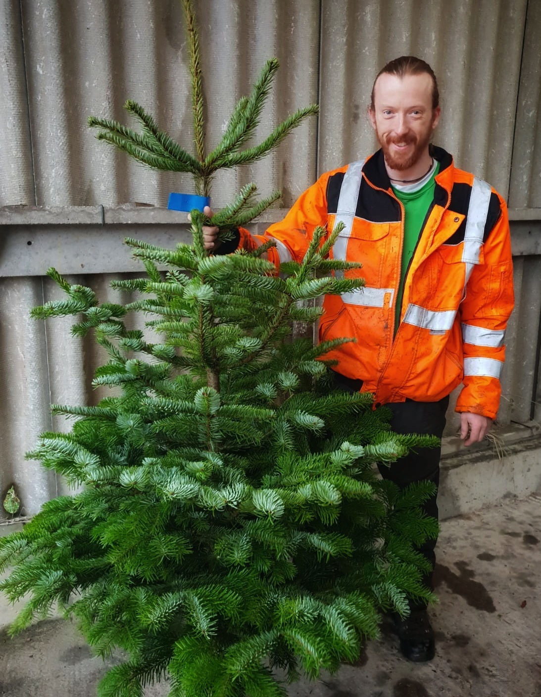 How to pick the perfect real Christmas Tree: a quick guide