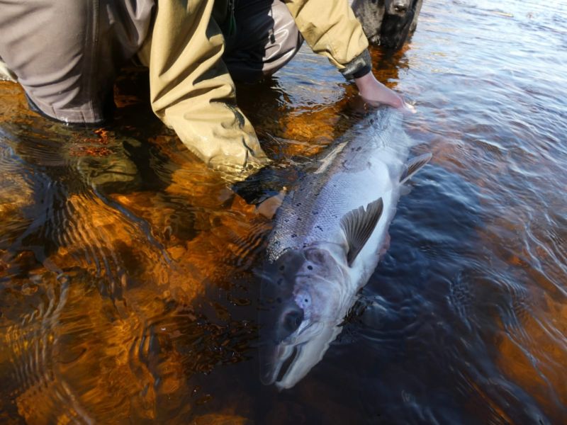 Spring salmon fishing tips from Glen Tanar on the River Dee