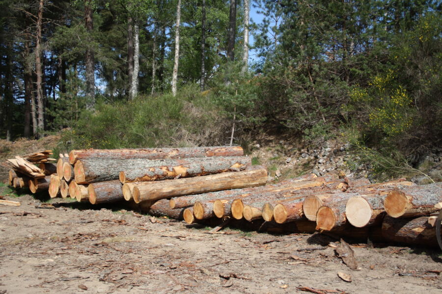 A day in the life of a trainee forester - Glen Tanar
