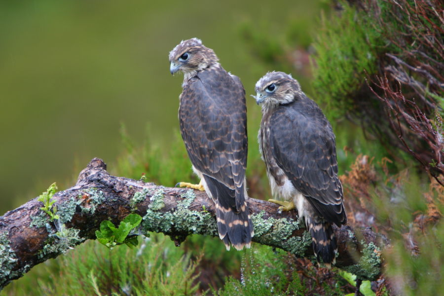 Wildlife photography preparations