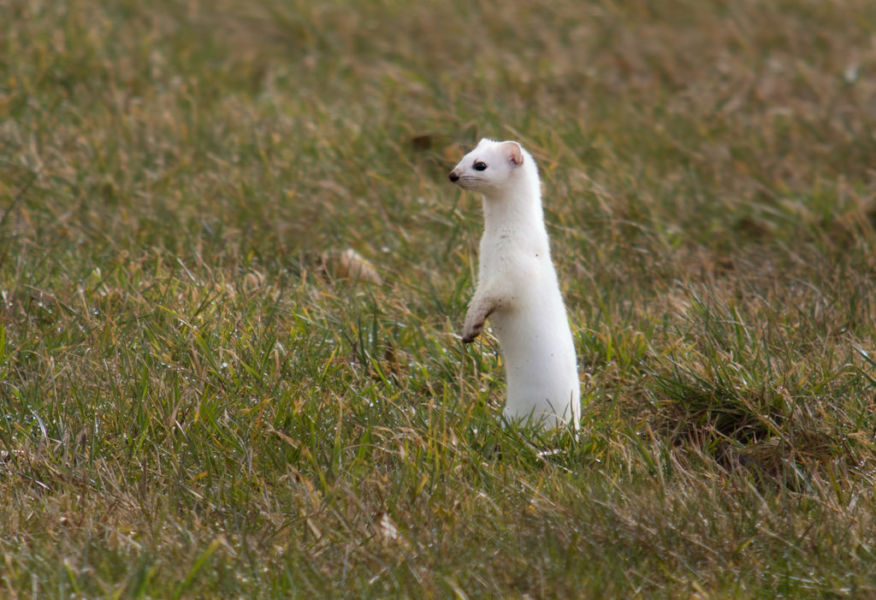 What wildlife gets up to at dawn at Glen Tanar